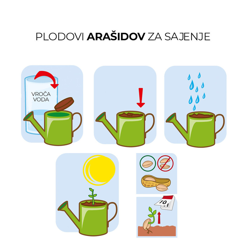 R.KOMPLET MINI ZALIVALKA S SEMENI ARAŠIDA - eurogarden.eu