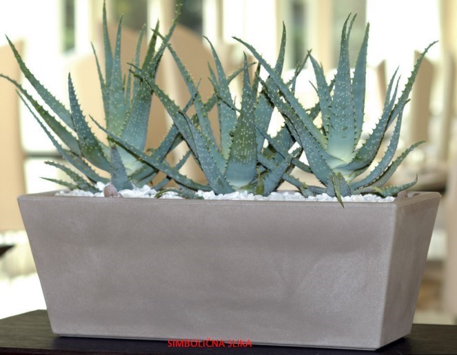 DECORATIVE TRAY MYSIA 50x20cm, ANTHRACITE - eurogarden.eu