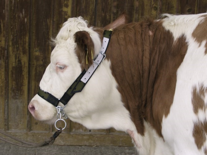 REIN FOR COW WITH CHAIN - eurogarden.eu