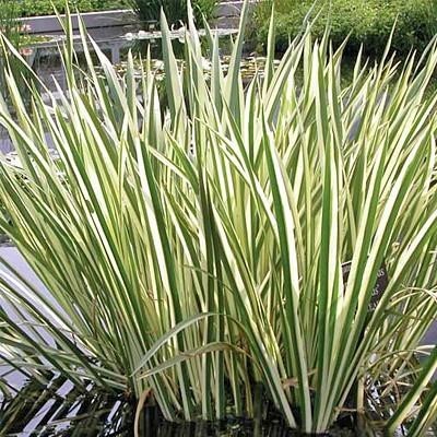 ACORUS CALAMUS VARIEGATUS V LONČKU fi9cm V30cm - eurogarden.eu