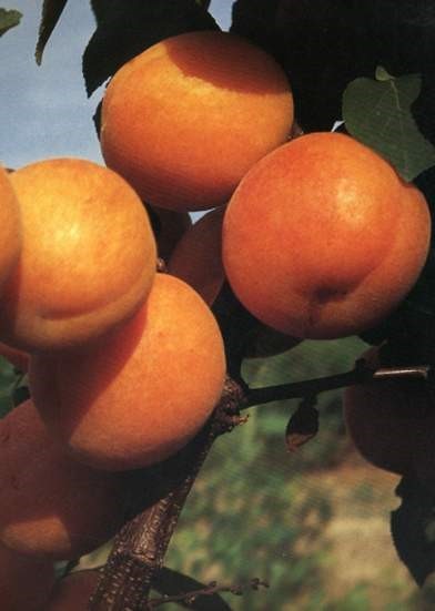 MARELICA SANCASTRESE PODLAGA MIRABOLANA - eurogarden.eu