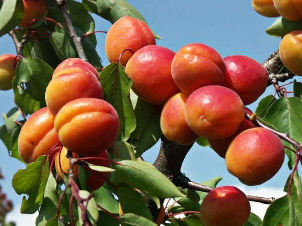 MARELICA ORANGE RED PODLAGA MIRABOLANA - eurogarden.eu