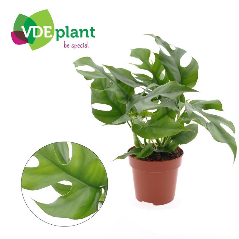 MONSTERA MINI, RHAPHIDOPHORA TETRASPERMA, H25cm fi12cm POT - eurogarden.eu
