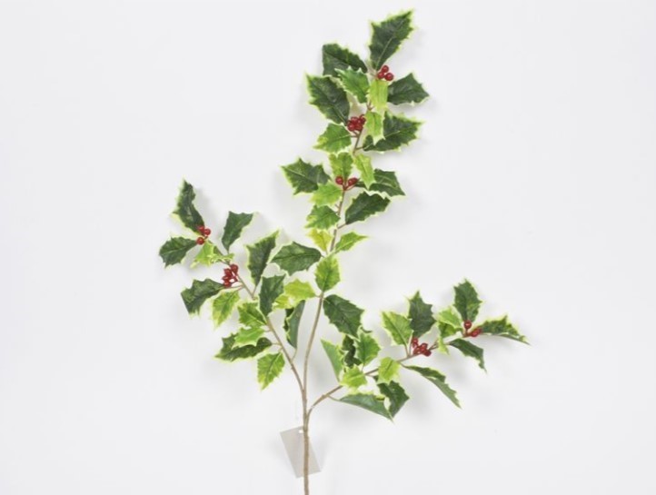 ILEX VARIEGATA 50cm - eurogarden.eu