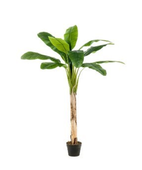 BANANA TREE IN POT H110cm - eurogarden.eu